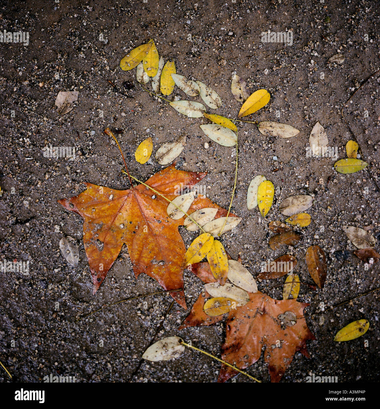 Autumn leaves after storm Stock Photo - Alamy