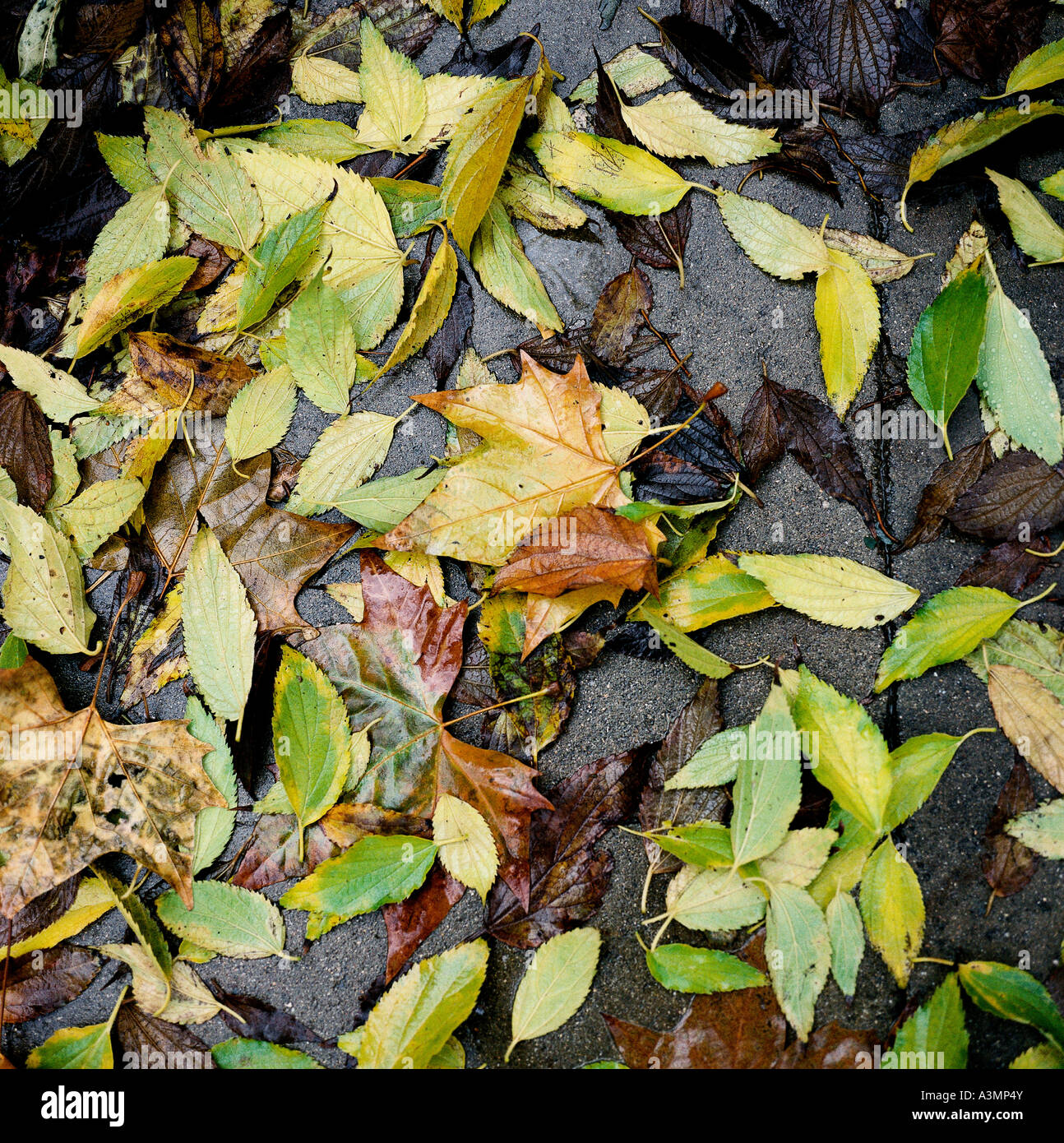 Random arrangement of leaves hi-res stock photography and images - Alamy