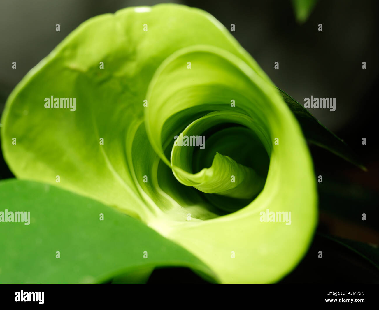 Leaf curled hi-res stock photography and images - Alamy