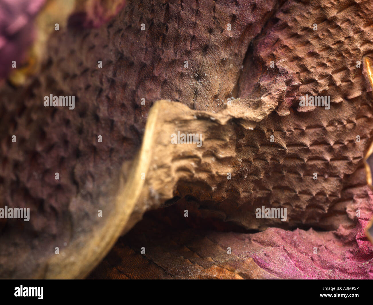 Dry leaf close up, very detailed markings Stock Photo - Alamy