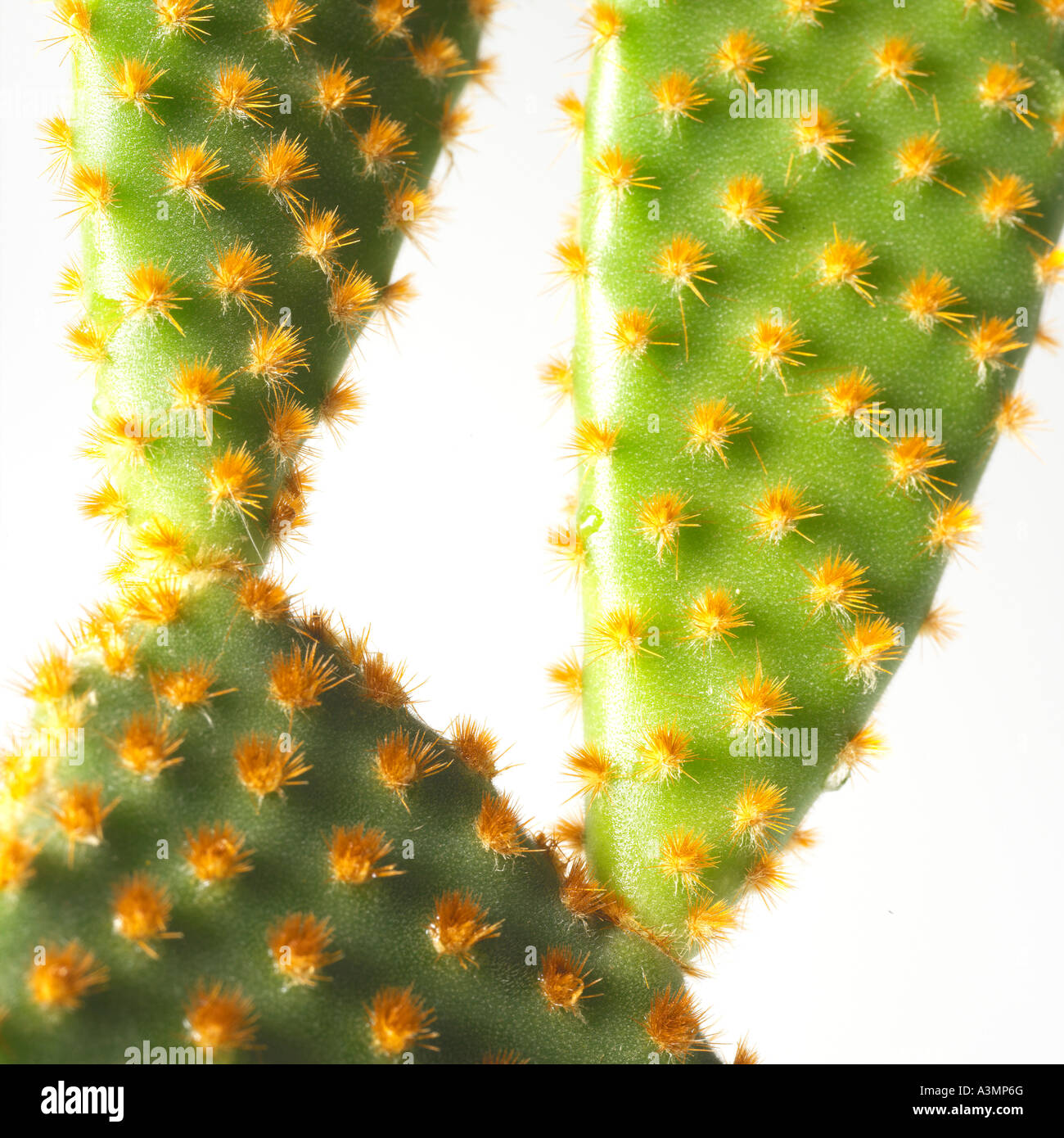 Spiny cactus close up Stock Photo - Alamy