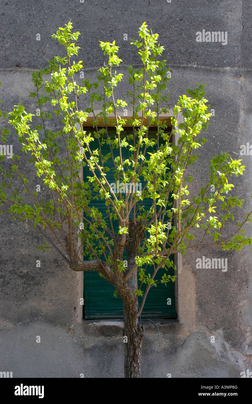 Small tree in front of old window Stock Photo - Alamy