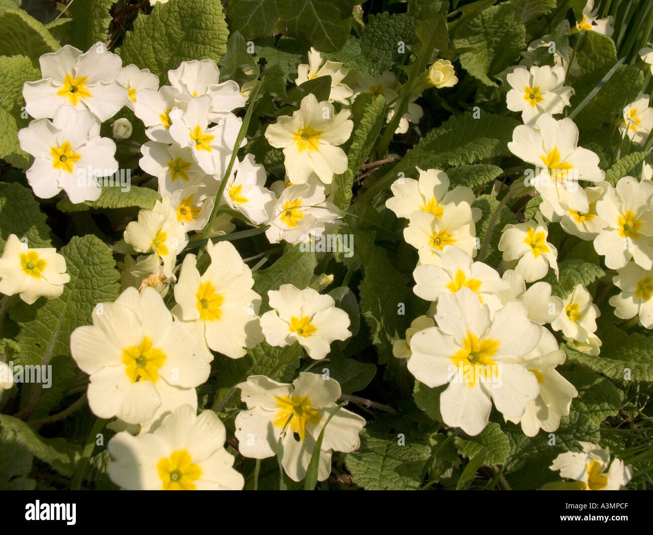 Oxfordshire Swerford flora springtime primrose Primula Vulgaris in ...