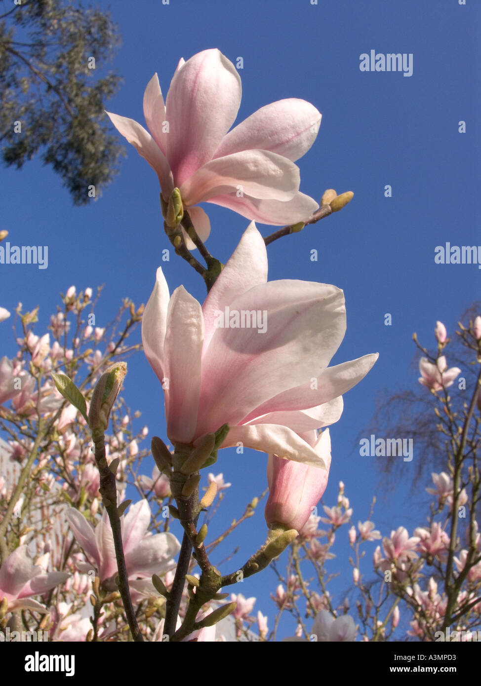 Oxfordshire garden springtime Magnolia soulangiana in bud Stock Photo ...