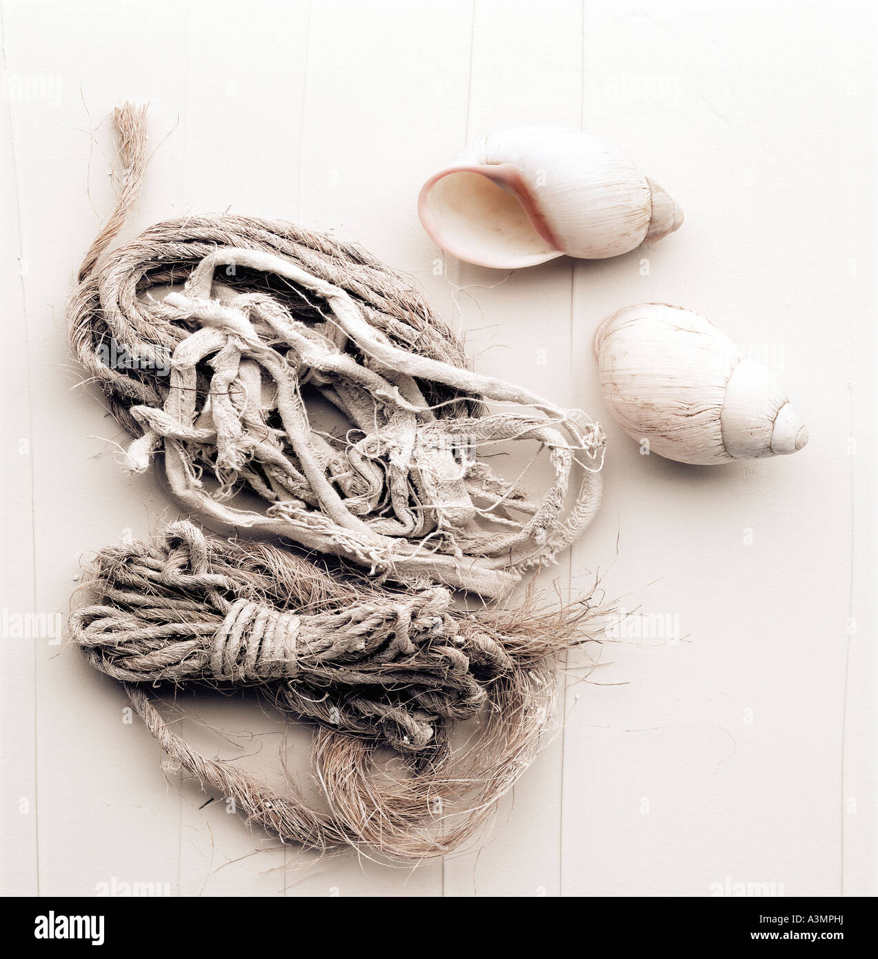 Still life with rope and shells Stock Photo - Alamy
