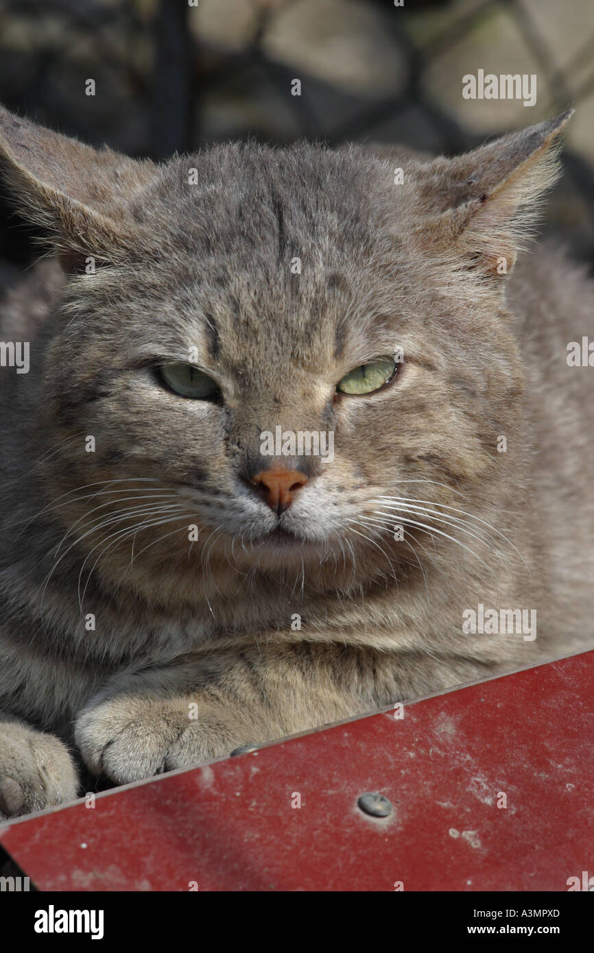 Fat fighter hi-res stock photography and images - Alamy