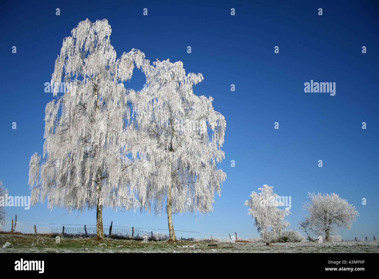 frozen trees on blue sky background Stock Photo - Alamy