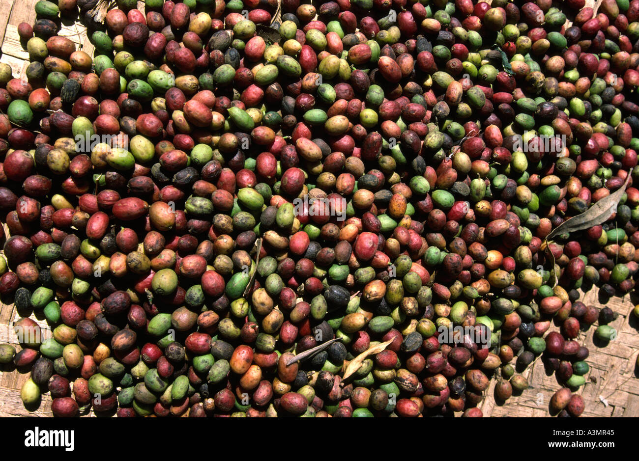 Myanmar Burma food coffee beans drying in the sun Stock Photo - Alamy