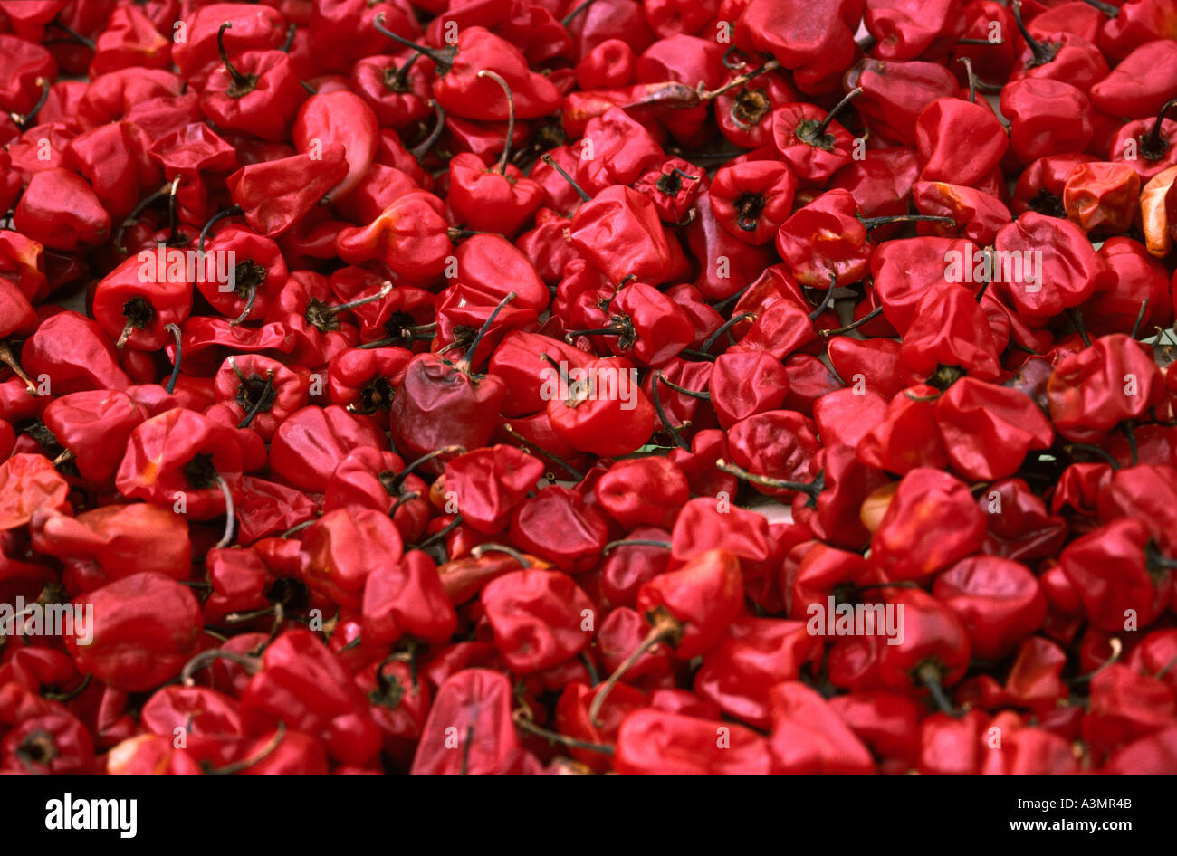 Myanmar Burma food Chilli peppers drying in the sun Stock Photo - Alamy