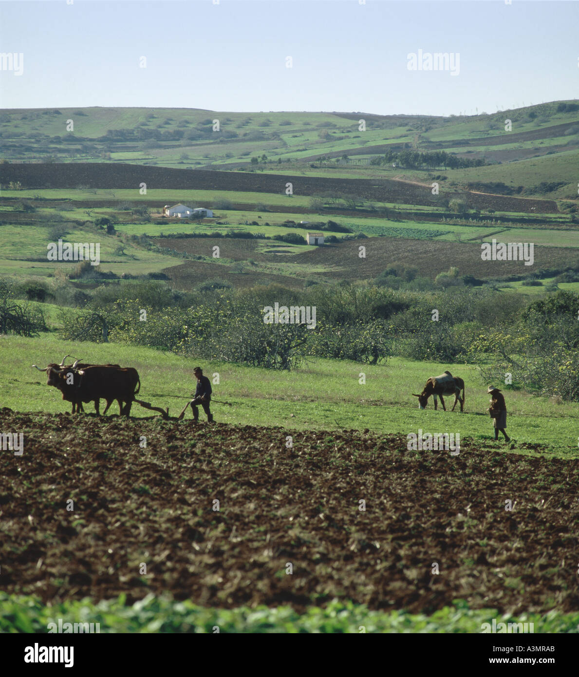 Farming rural ox oxen farming hi-res stock photography and images - Alamy