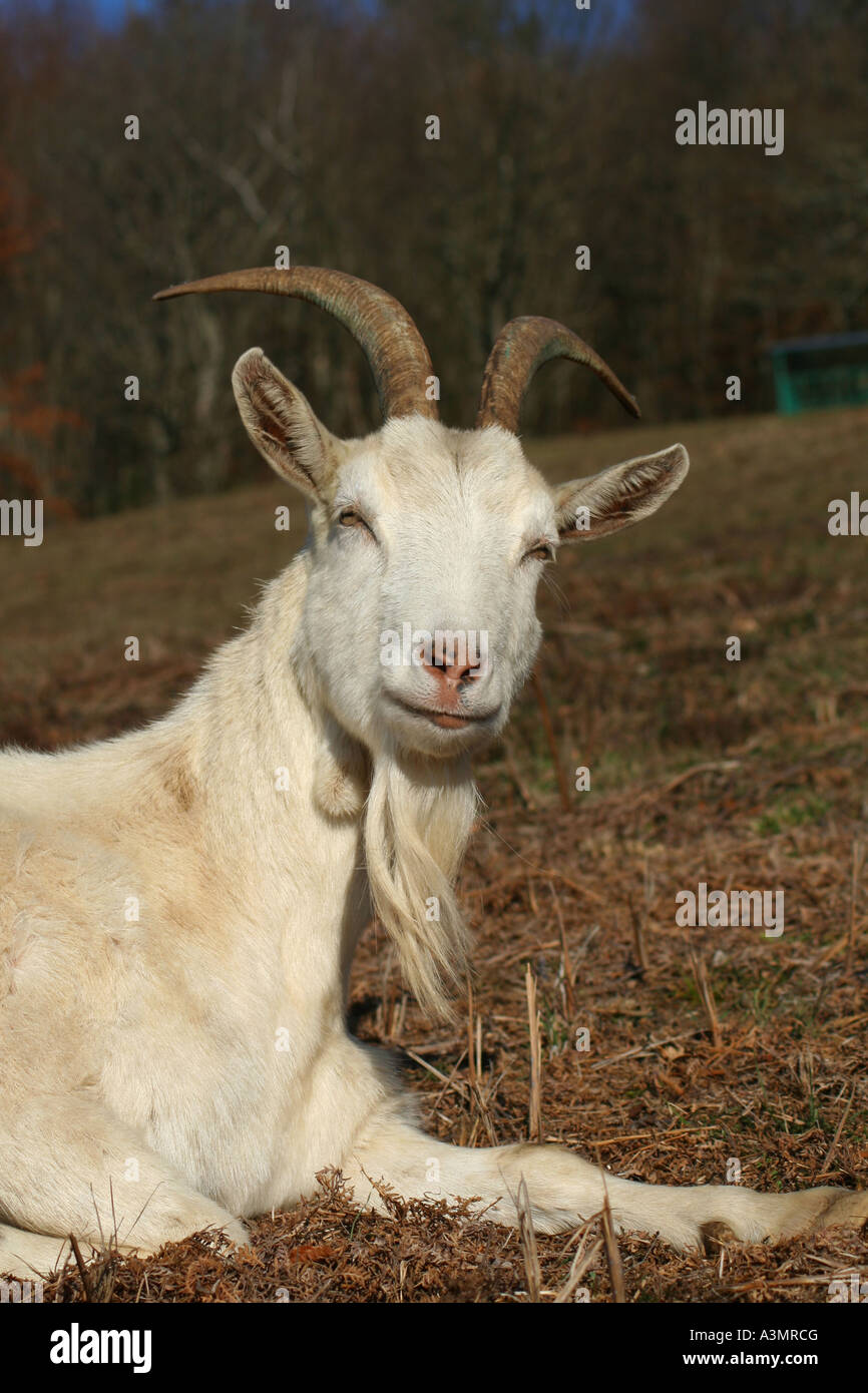wise goat meditating Stock Photo - Alamy