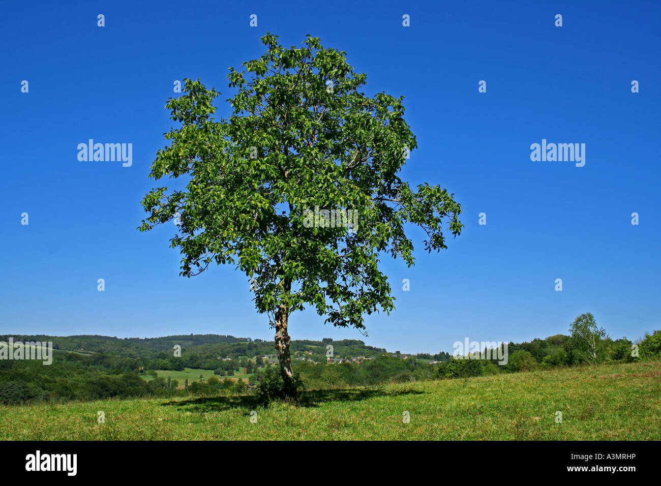 Sole oak tree hi-res stock photography and images - Alamy