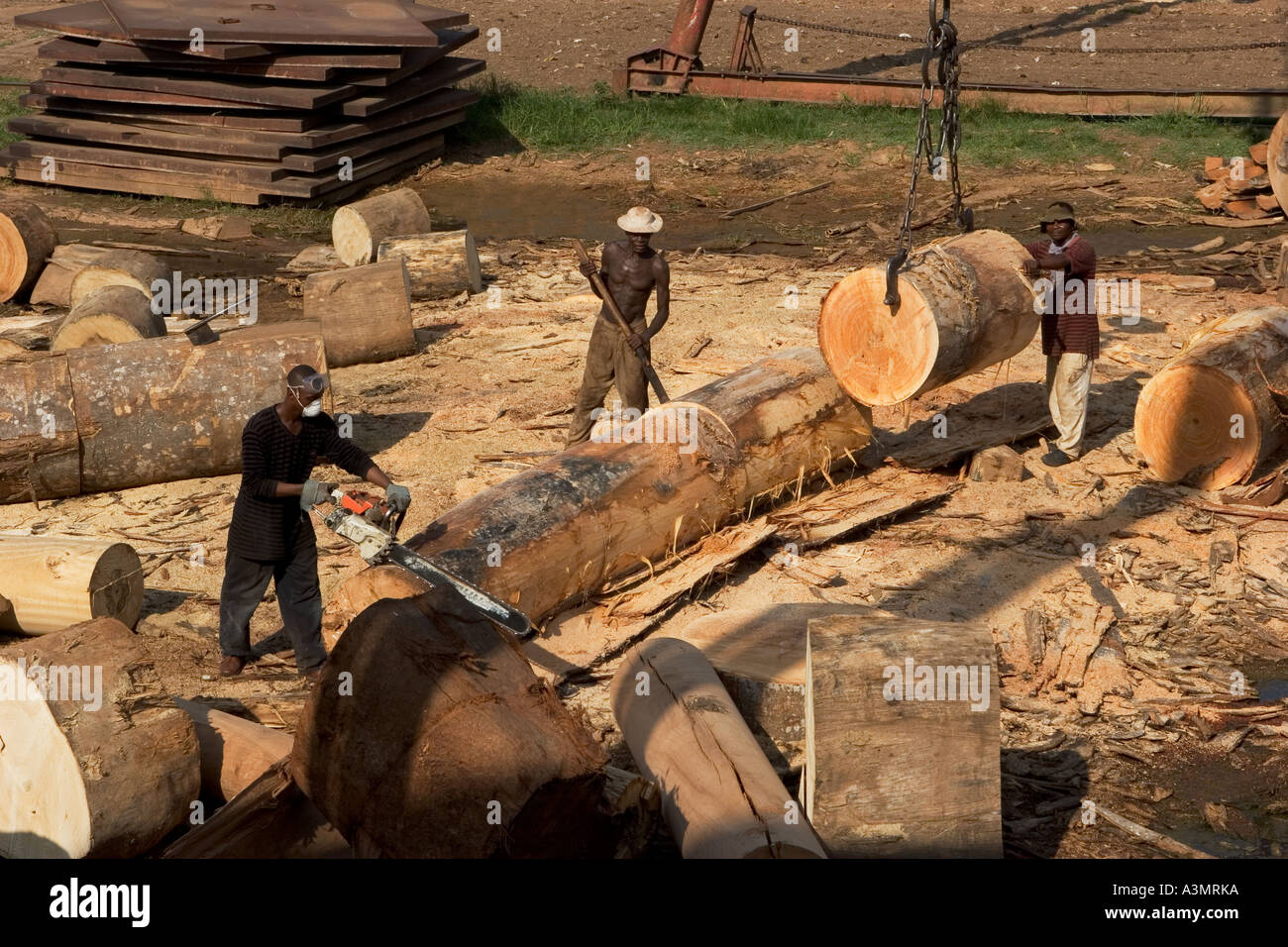 Stripping bark sawing lifting logged hi-res stock photography and ...