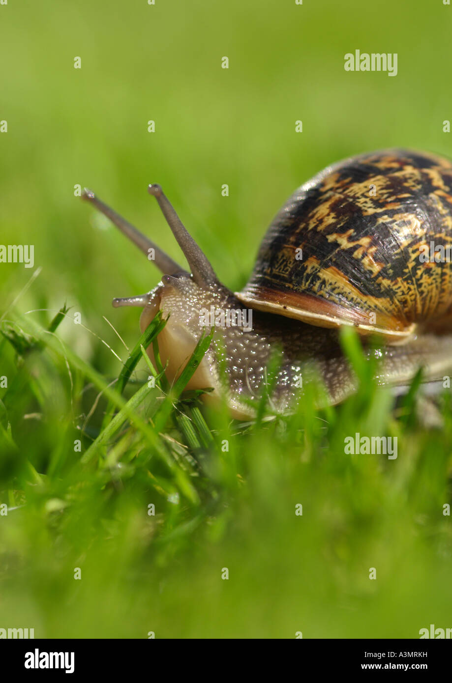 Close-up of garden snail Helix aspersa Stock Photo - Alamy