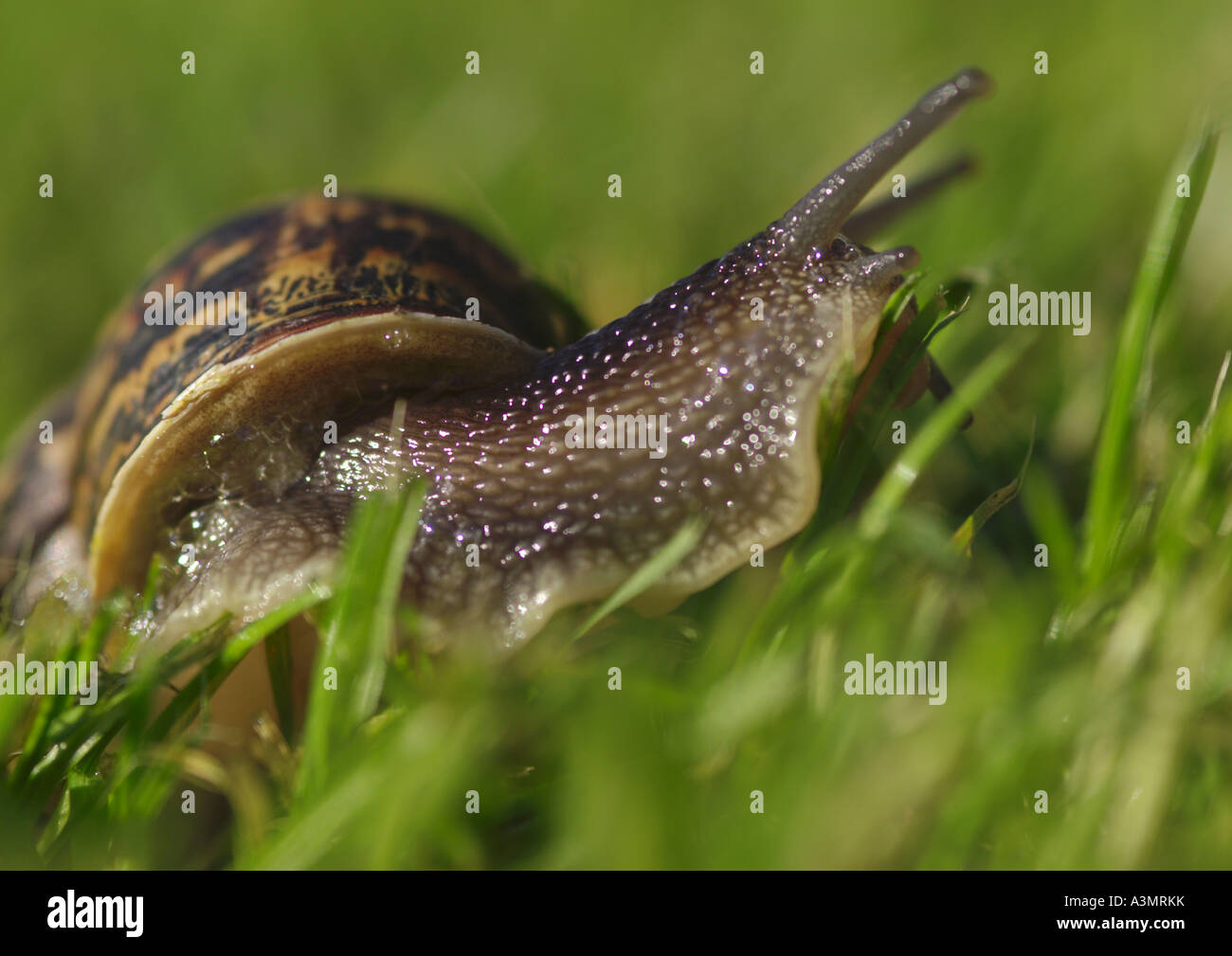 Garden Snail Helix aspersa Stock Photo - Alamy