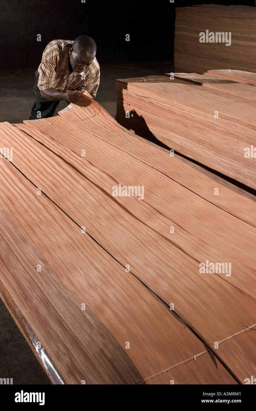 Sapele tree hi-res stock photography and images - Alamy