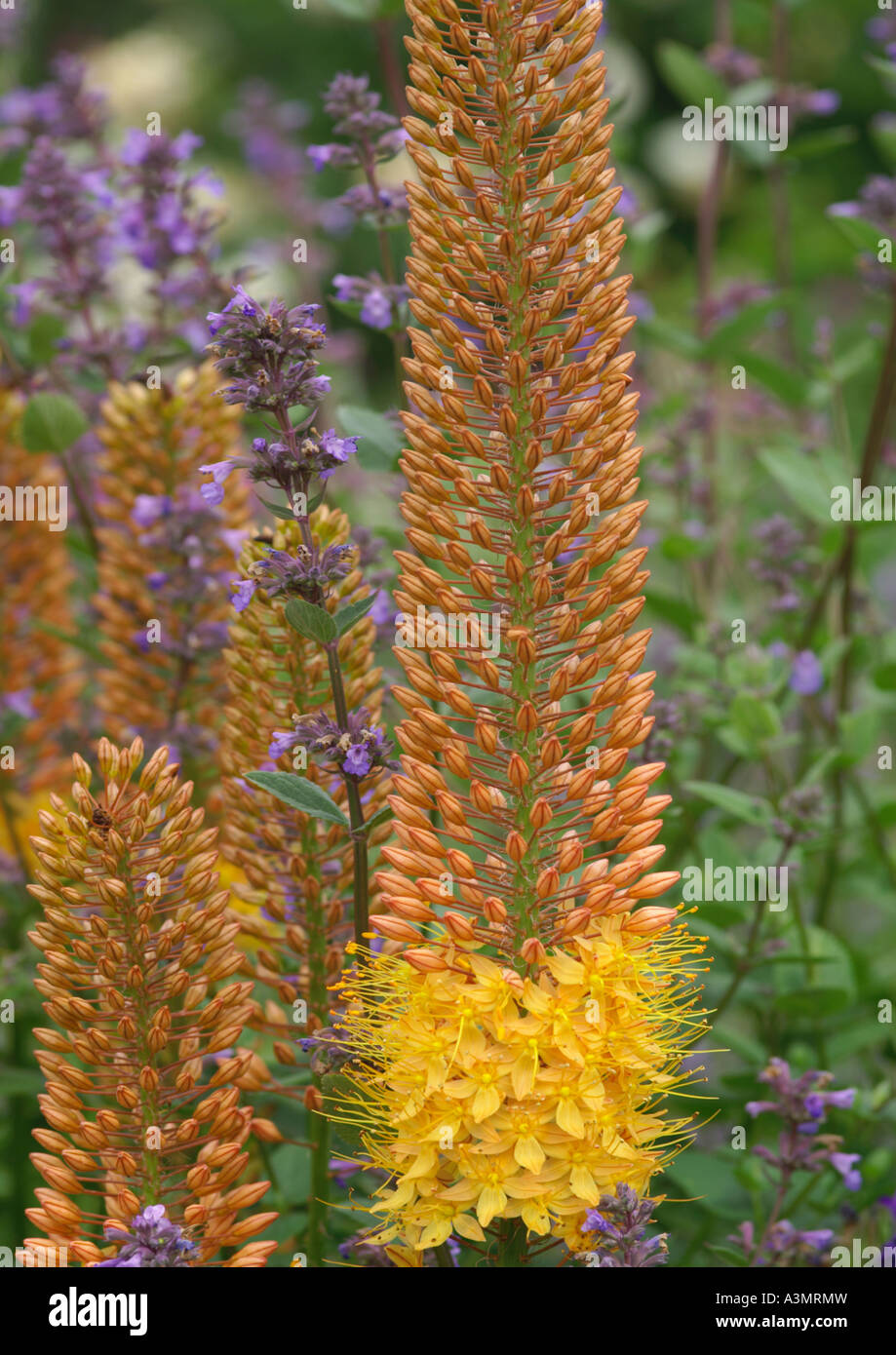 Eremurus x isabellinus Cleopatra Foxtail Lily Stock Photo - Alamy