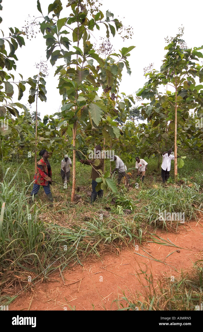 Village community workforce working in a forest plantation with ...