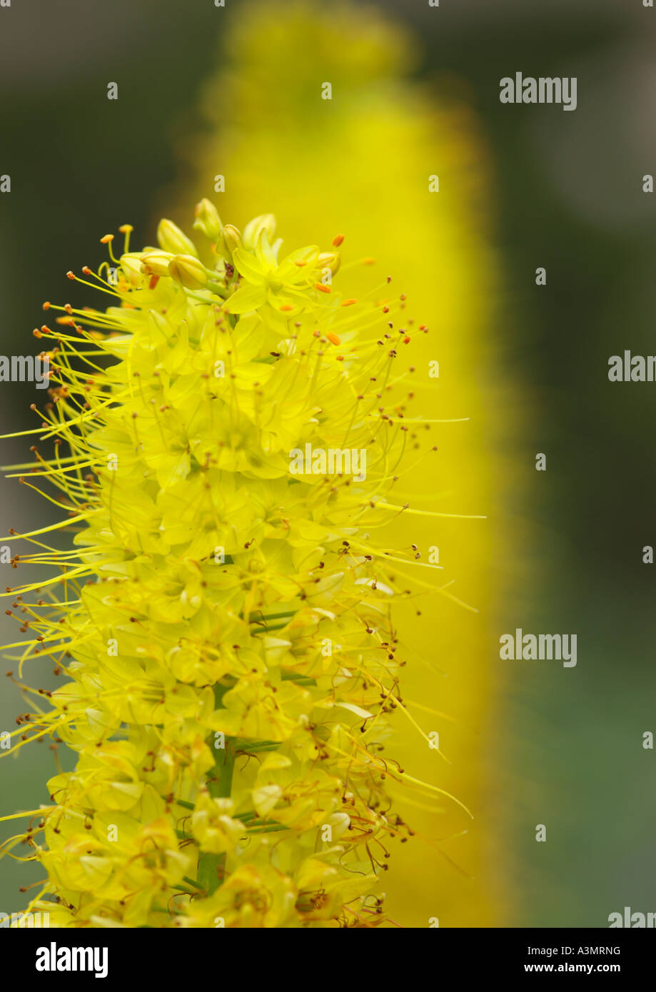 Eremurus stenophyllus Foxtail Lily Stock Photo - Alamy
