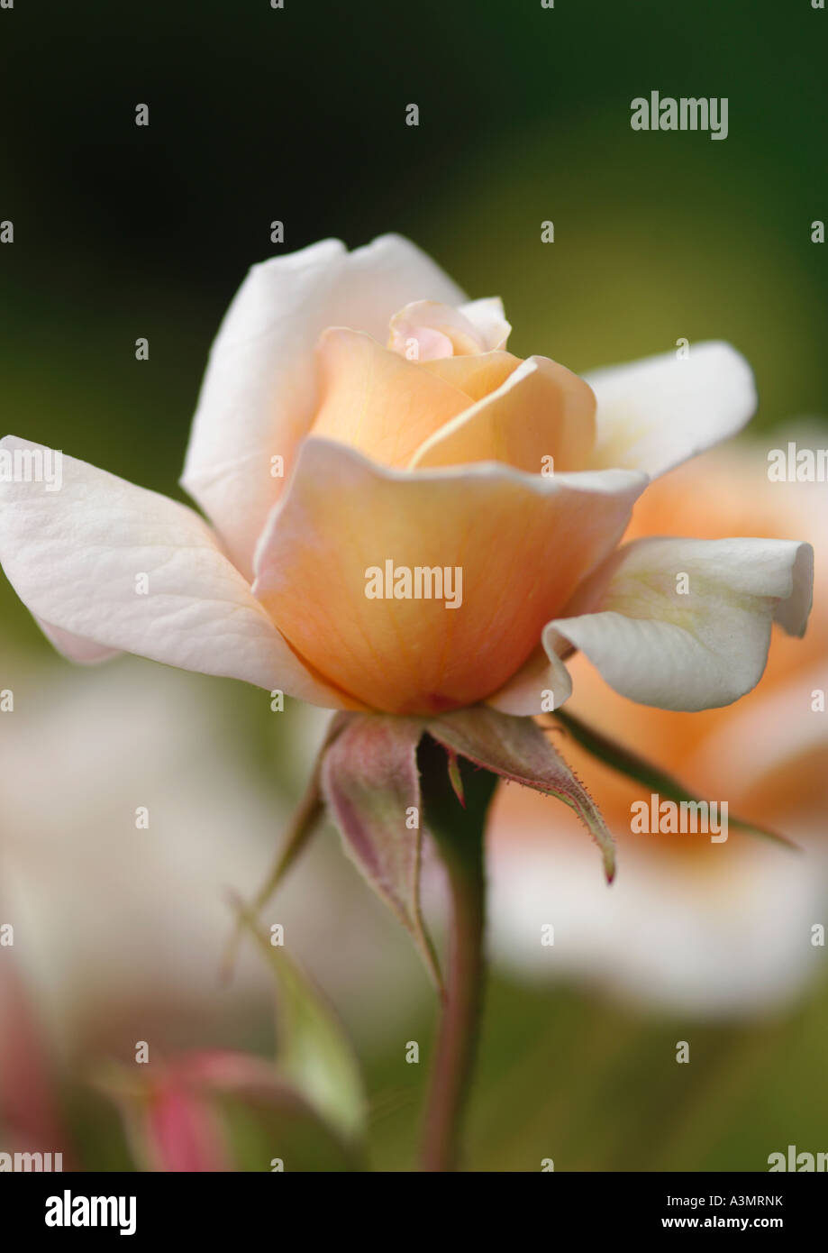 Rosa perle hi-res stock photography and images - Alamy