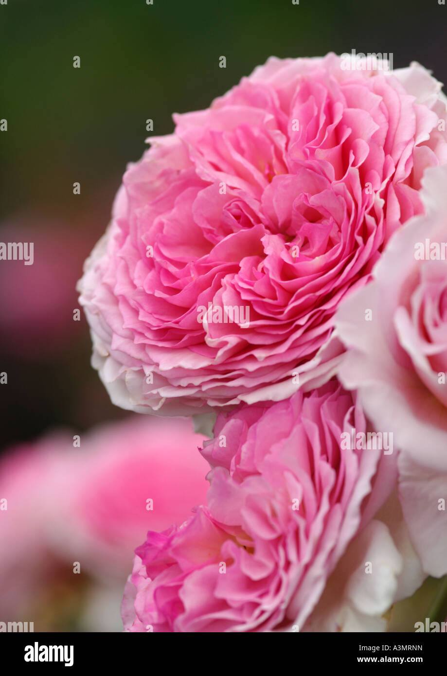 Rosa James Galway Stock Photo - Alamy