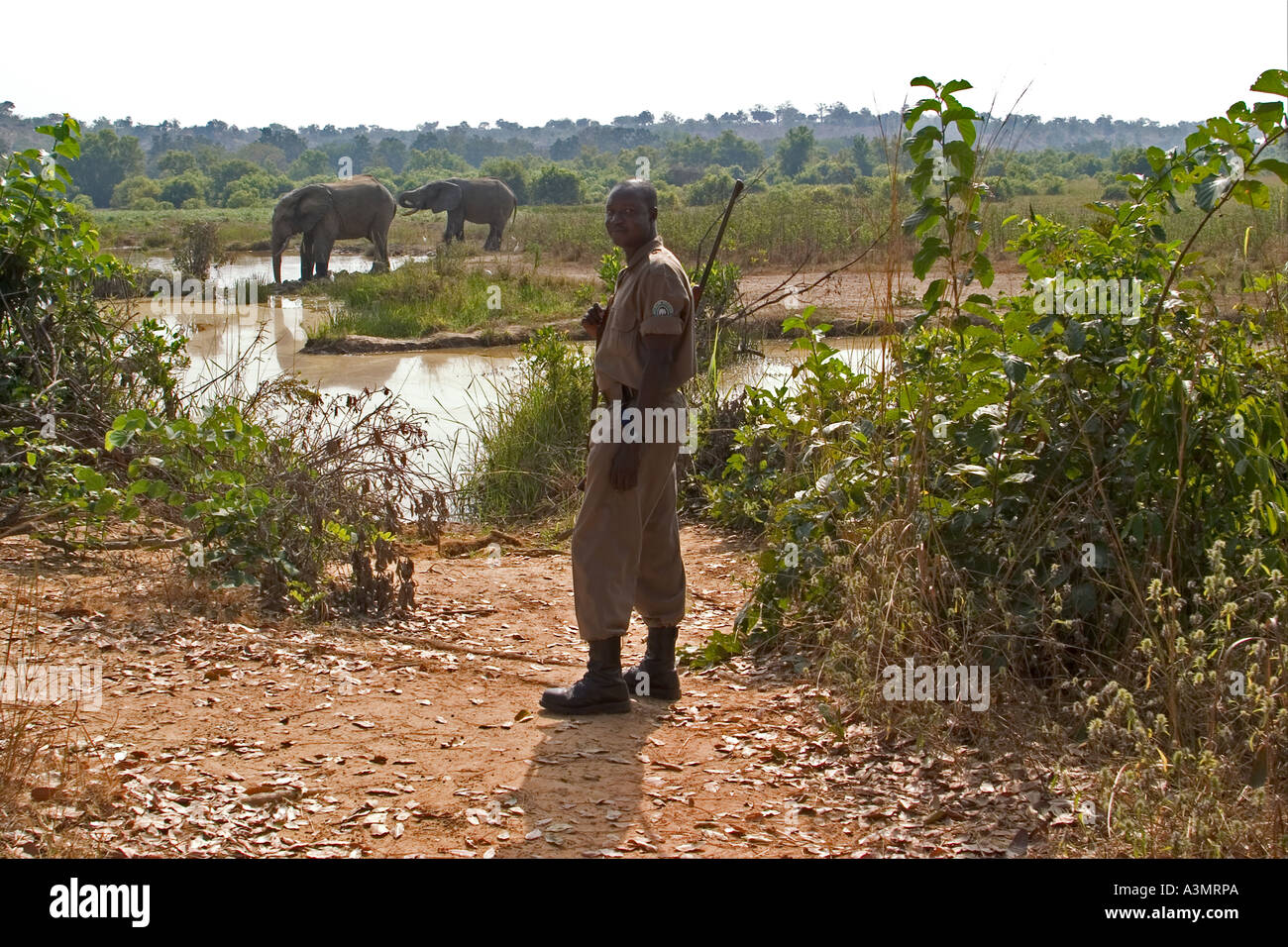 Wildlife guard protecting African Savanna Elephants at water hole in ...