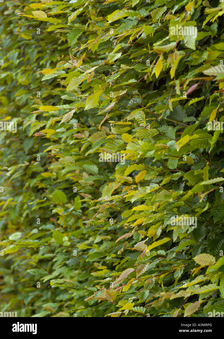 Fagus sylvatica Beech Hedge Stock Photo - Alamy