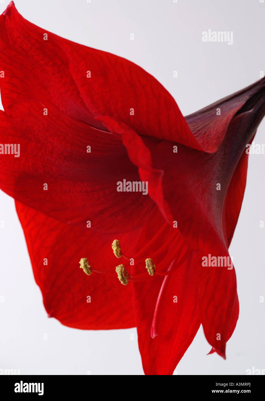 Amaryllis red lion hi-res stock photography and images - Alamy