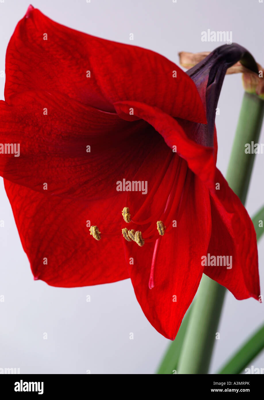 Hippeastrum Red Lion Stock Photo - Alamy