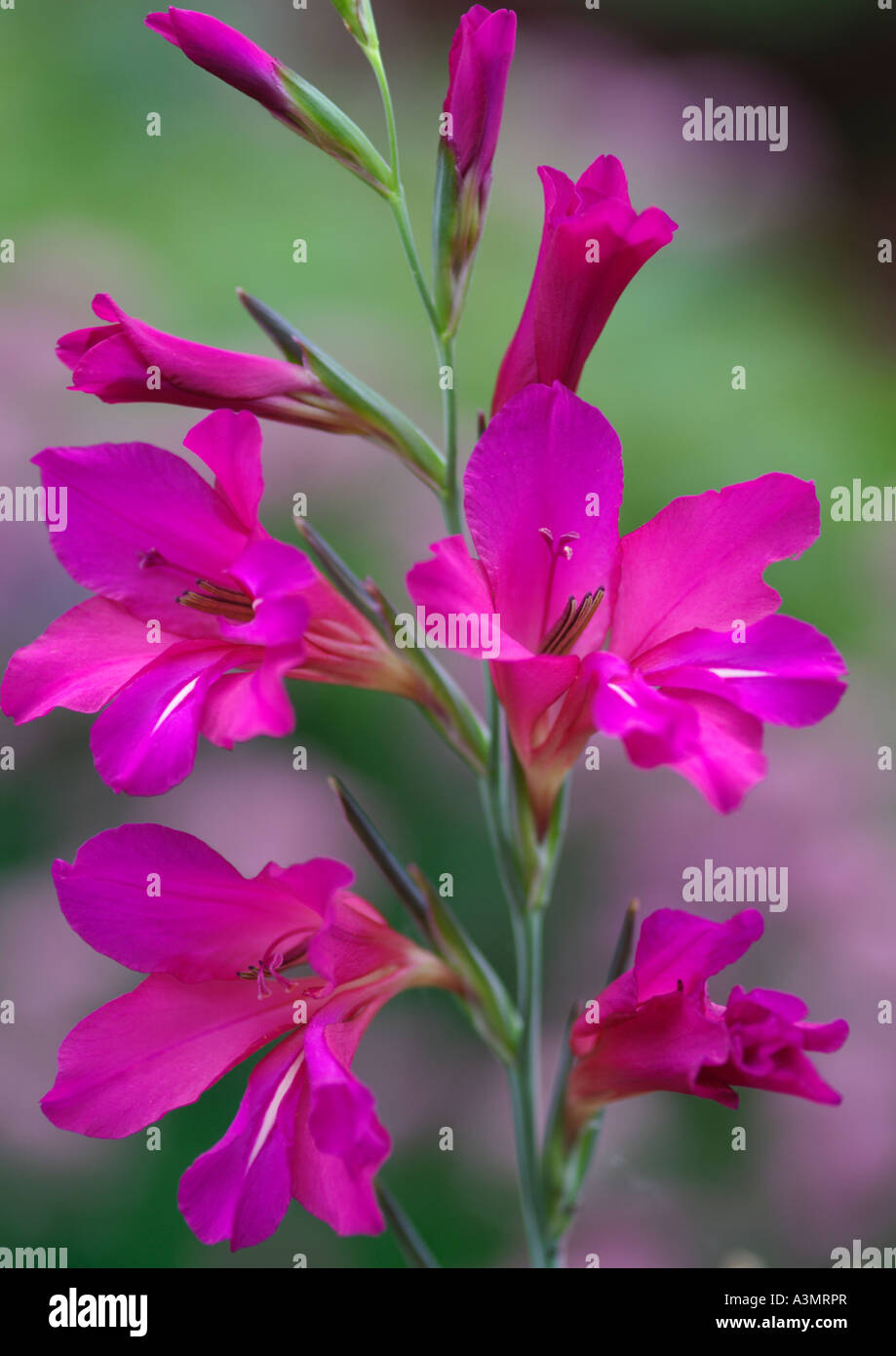 Gladiolus Gladiolus Communis Flower High Resolution Stock Photography ...