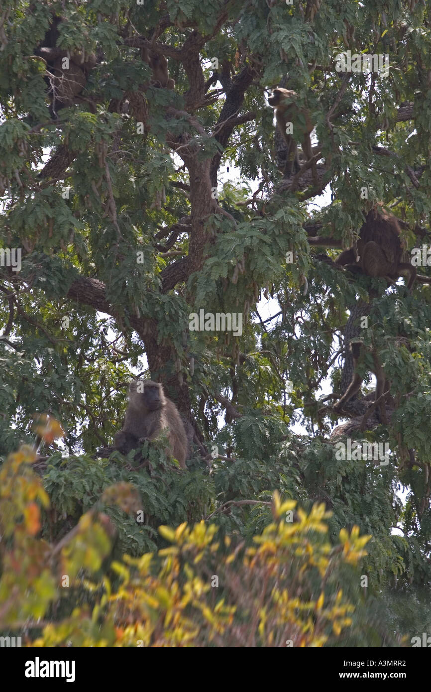 Troop of Olive Baboons in tree at Mole National Park, Ghana, West ...