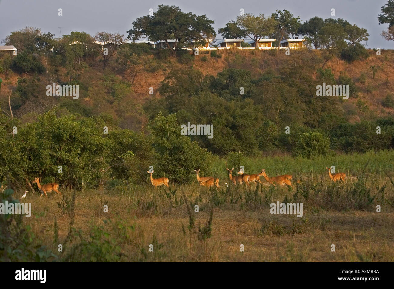 Bushmeat ghana hi-res stock photography and images - Alamy