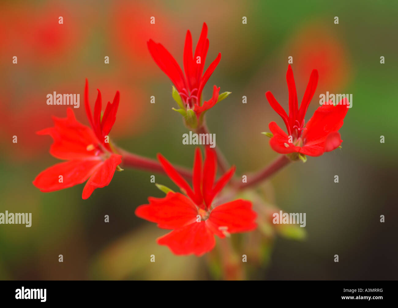 Pelargonium Golden Staph Stock Photo - Alamy