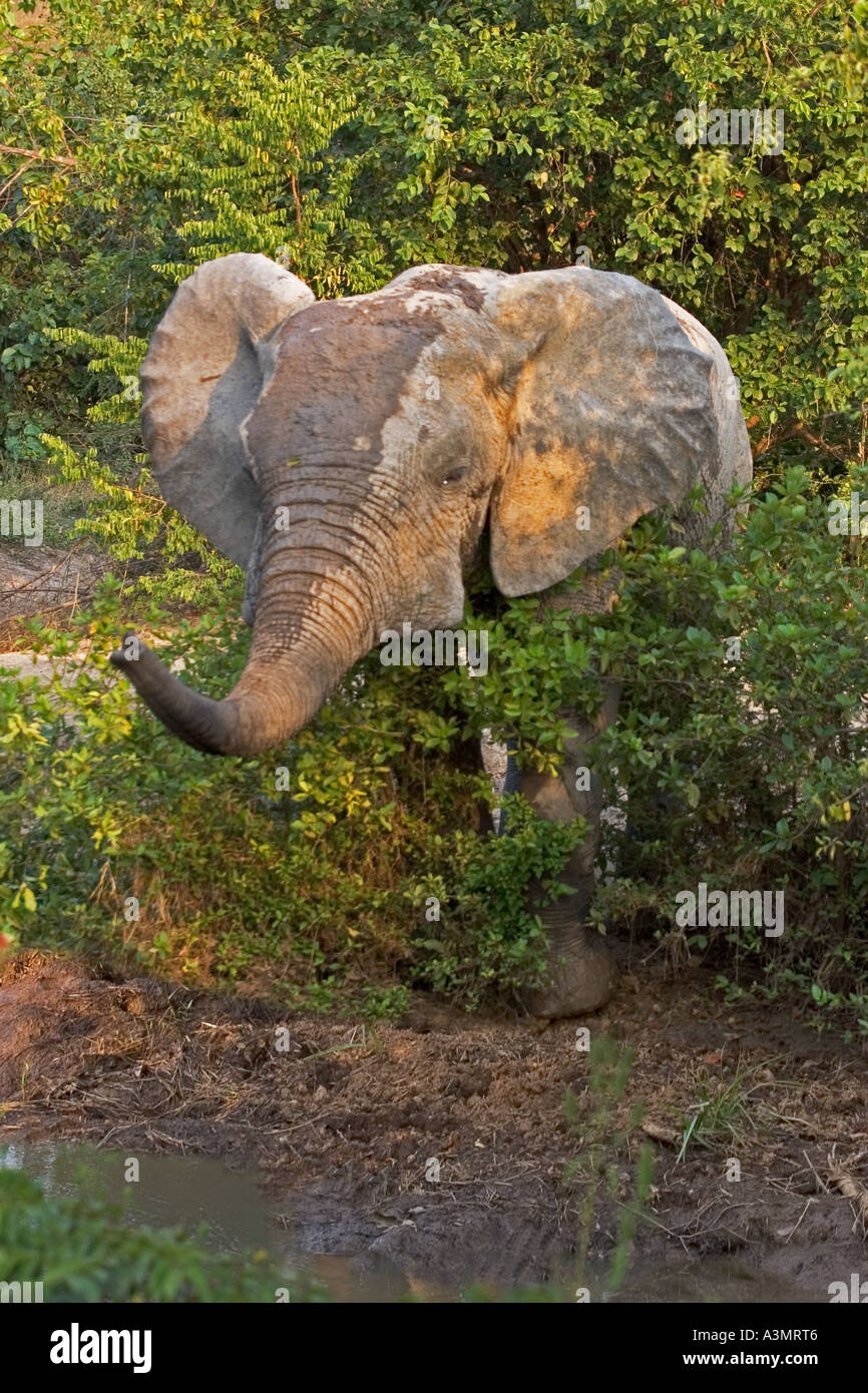 Elephantine legs hi-res stock photography and images - Alamy