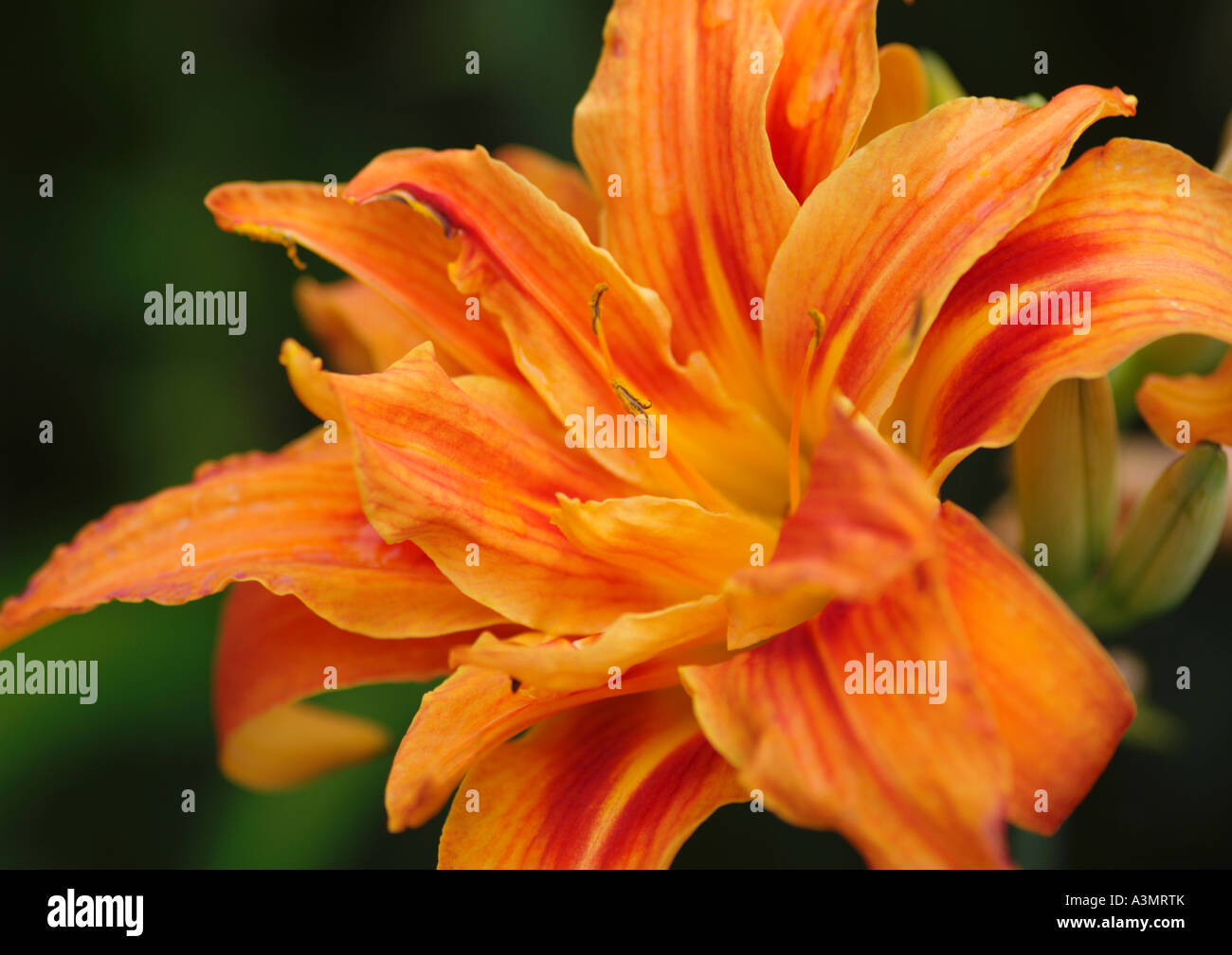 Hemerocallis fulva flore pleno hi-res stock photography and images - Alamy