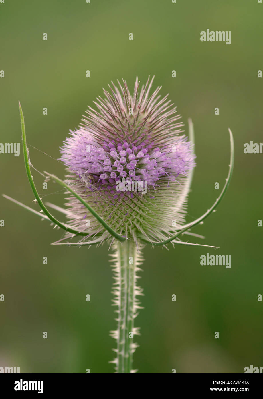 Dipsacus fullonum Teasel Stock Photo - Alamy
