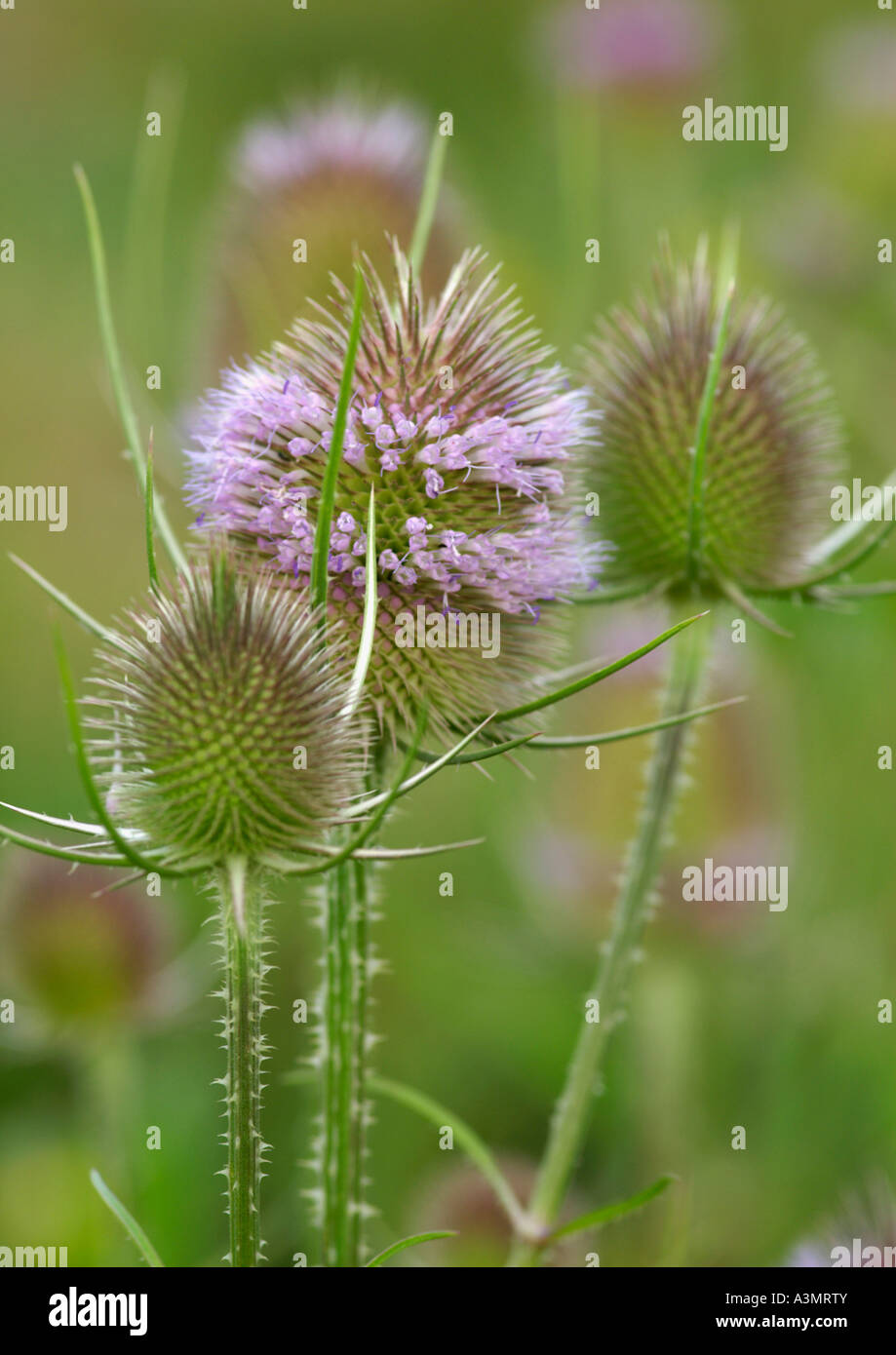 Dipsacus fullonum Teasel Stock Photo - Alamy