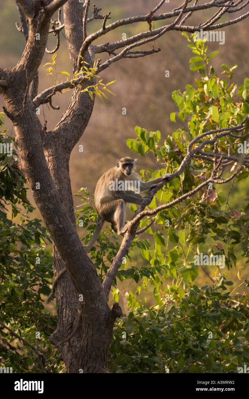 Vervet or green monkey in tree at Mole National Park, Ghana, West ...