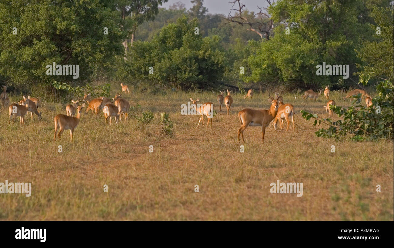 Bushmeat ghana hi-res stock photography and images - Alamy