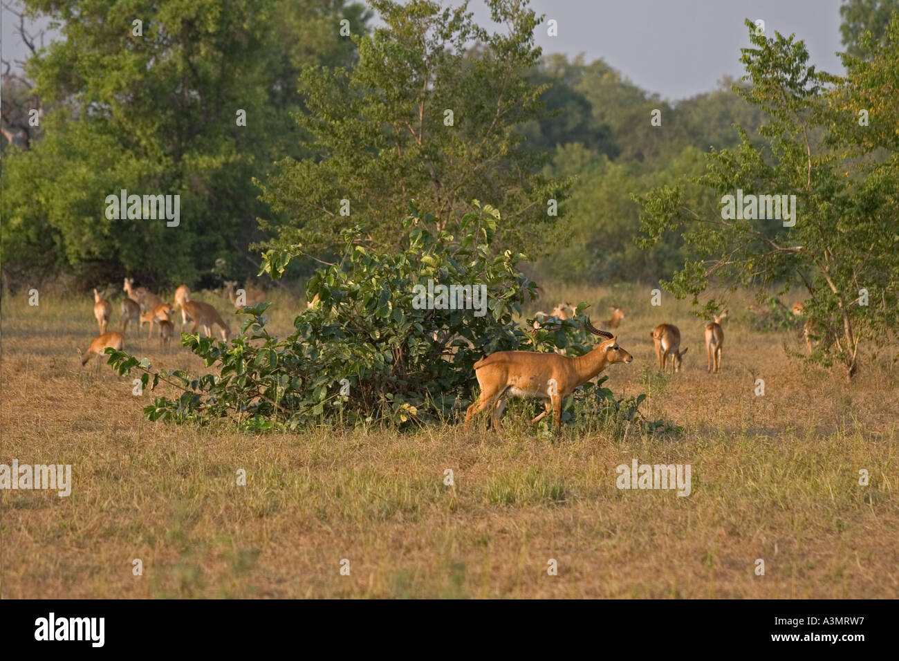 Male Kob Antelope with female group marking his territory in bush at ...