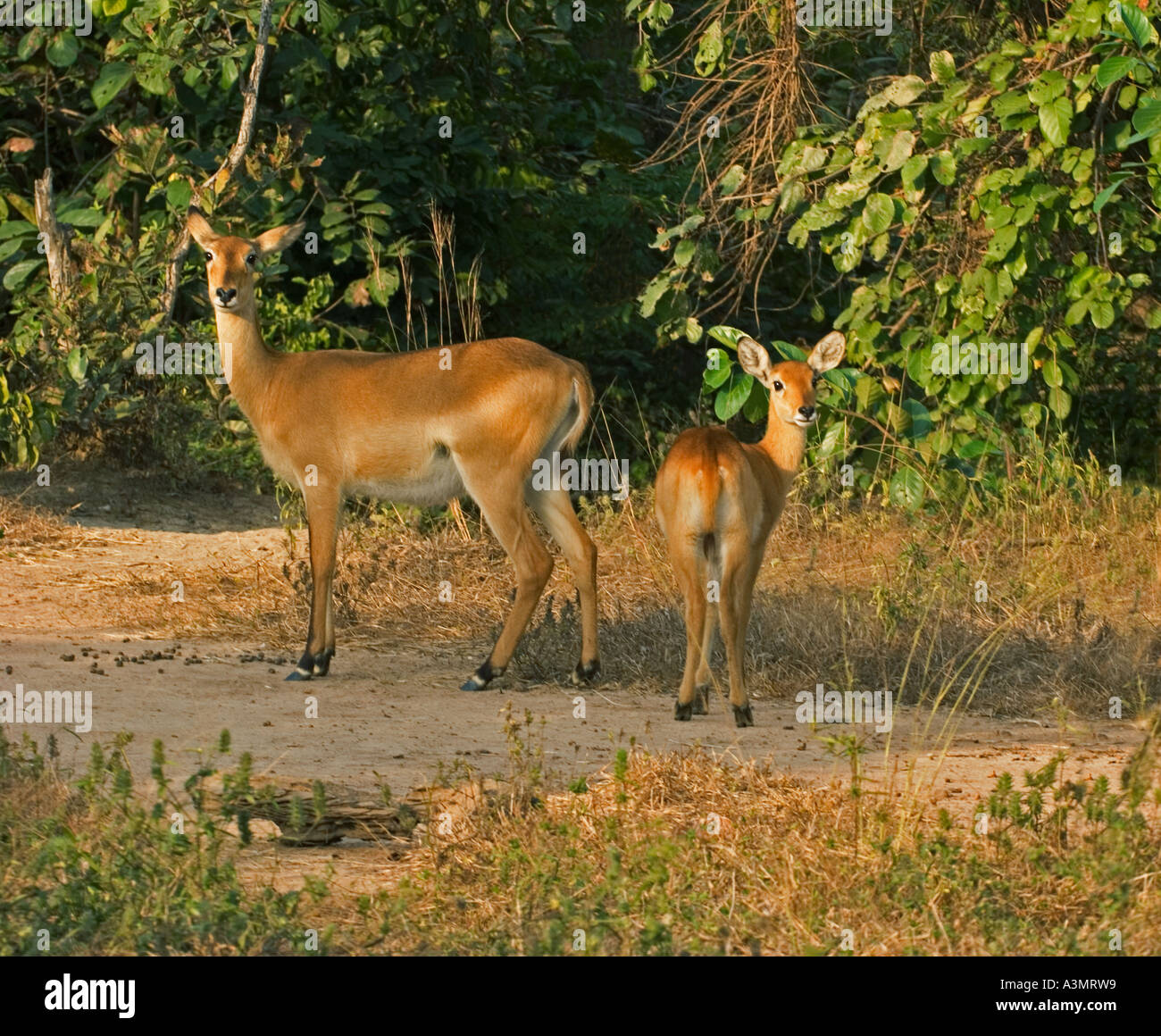 Female Kob Antelope and calf in bush at dusk in Mole National Park ...