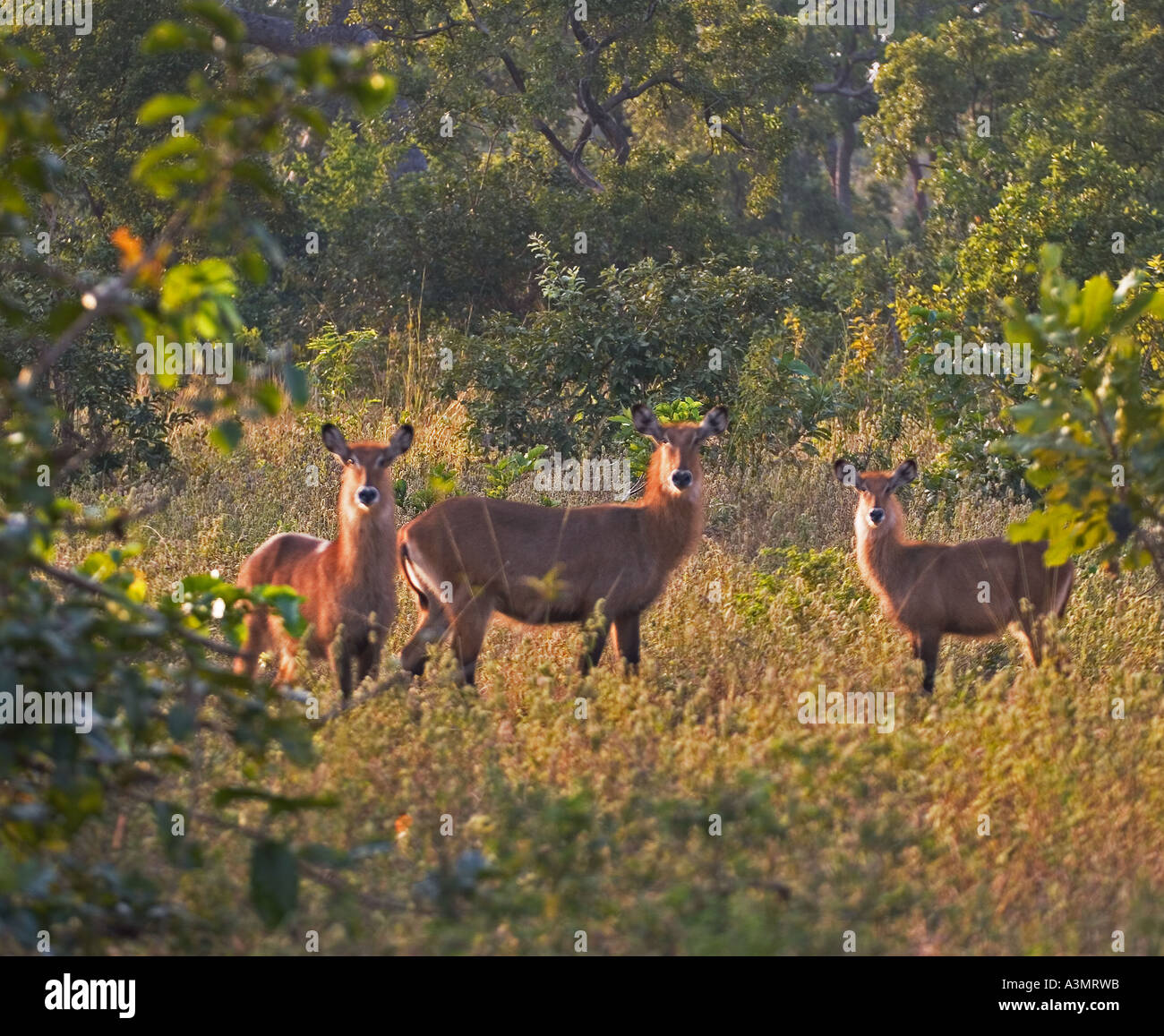 Bushmeat ghana hi-res stock photography and images - Alamy