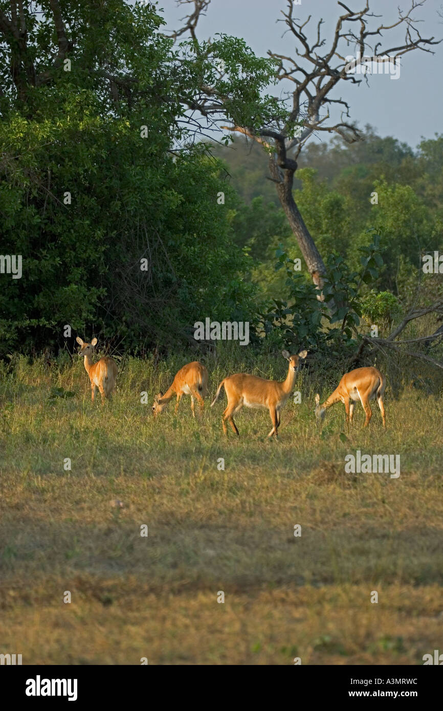 Mole national park ghana female hi-res stock photography and images - Alamy