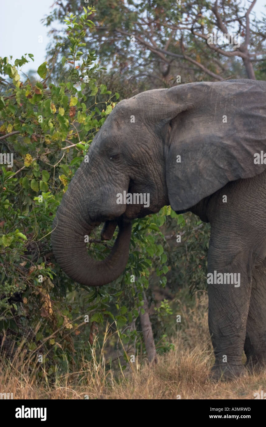 African Savanna Elephant feeding in Mole National Park, Ghana, West ...