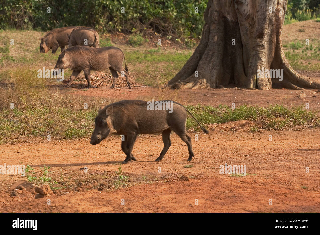 Sounder hi-res stock photography and images - Alamy