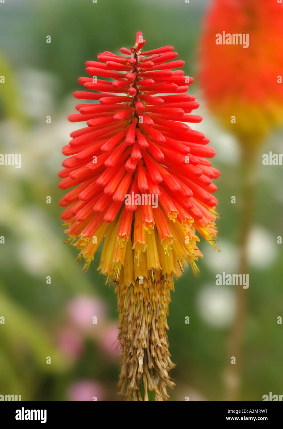 Praecox hi-res stock photography and images - Alamy