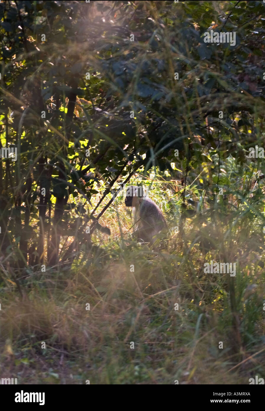 Camouflaged monkey hi-res stock photography and images - Alamy