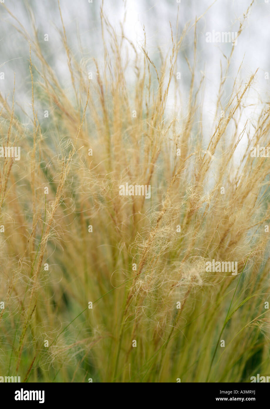 Close up stipa plant in hi-res stock photography and images - Alamy