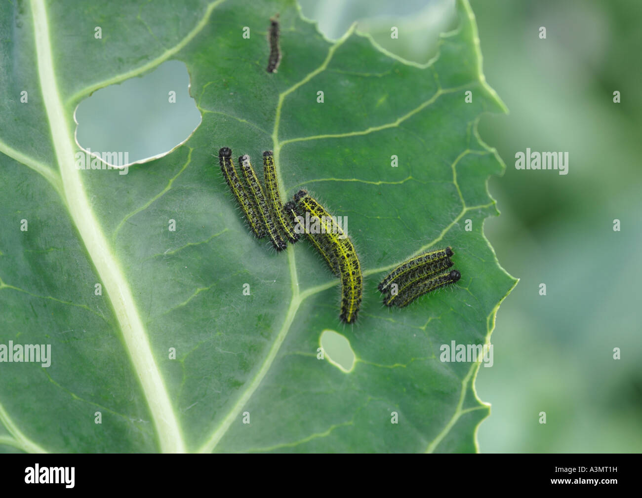 Caterpillars Pieris brassicae larva feeding on Cauliflower leaves Stock ...