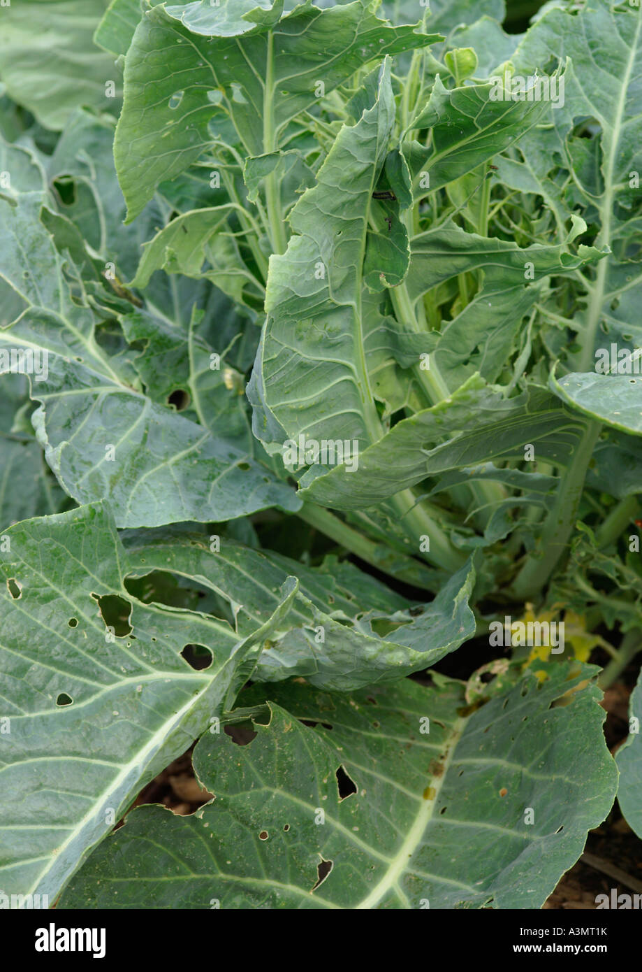Caterpillar damage on Cauliflower leaves Stock Photo - Alamy